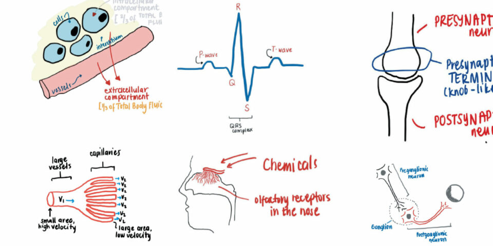 Physiology | Learn In Thirty